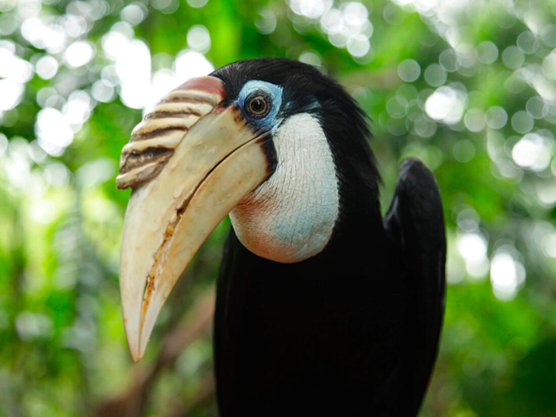 Singaporeâ€™s Bird Paradise Opens this May! Hereâ€™s What You Have to ...