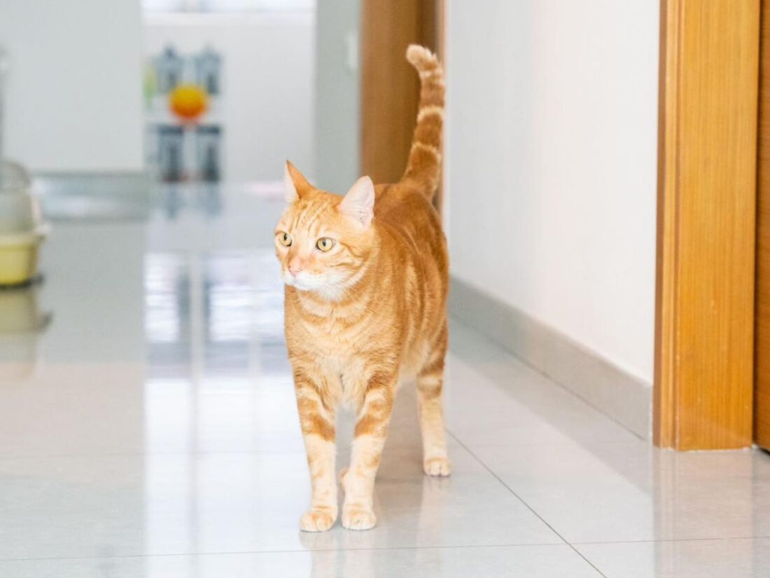 Have You Gotten Your Cat License Yet? Here's Everything You Need to ...