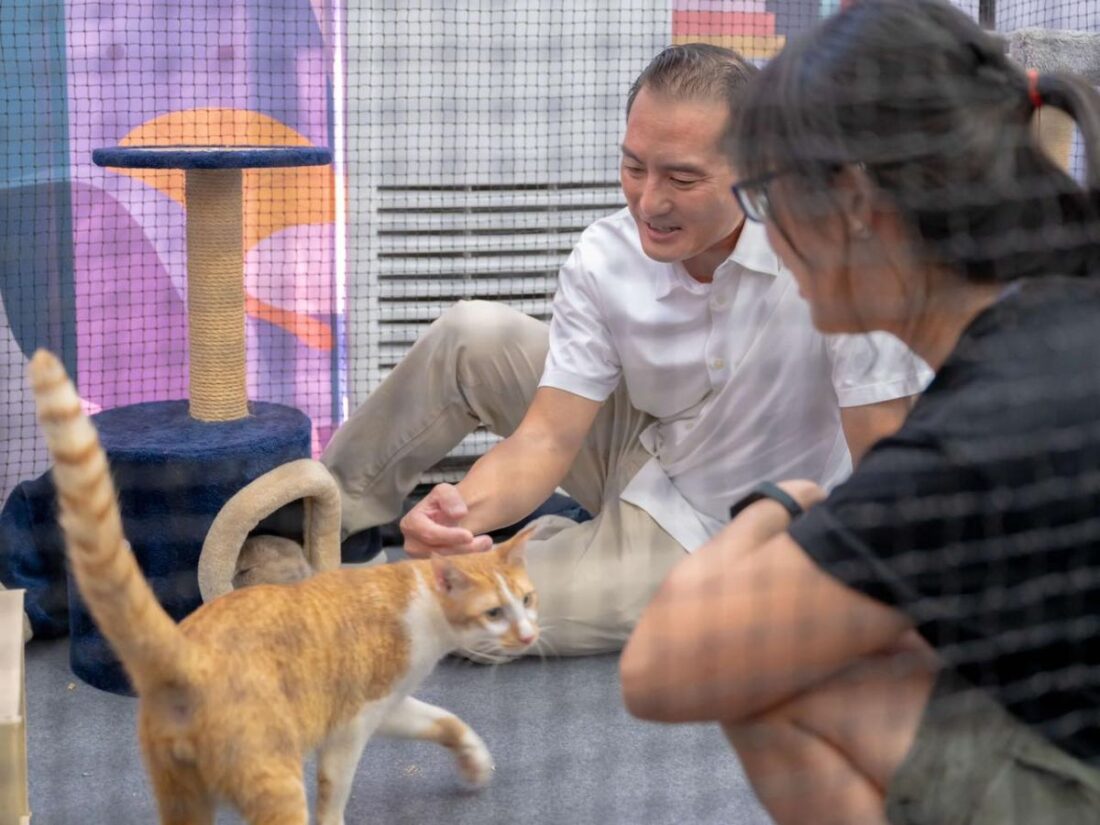 Have You Gotten Your Cat License Yet? Here's Everything You Need to ...